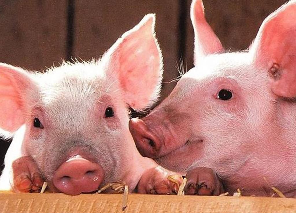 20,000 BABOY NAMATAY SA ASF SA BULACAN – SAKSI NGAYON 20,000 BABOY NAMATAY SA ASF SA BULACAN – SAKSI NGAYON